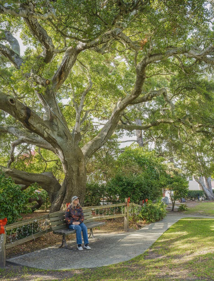 Large Oak Tree in a Park Carmel by the Sea Stock Photo - Image of ...