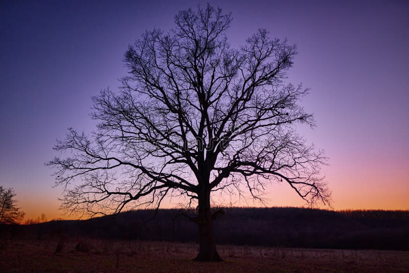 Large oak tree on a plain stock photo. Image of silhouette - 169362058