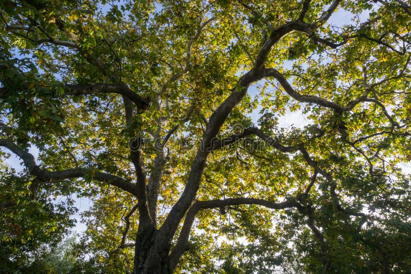 Large Oak Tree Providing Shade Stock Image - Image of outdoors, foliage ...