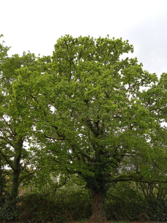 A Large Oak Tree Quercus Robur with Common Ivy Hedera Helix Growing Up ...