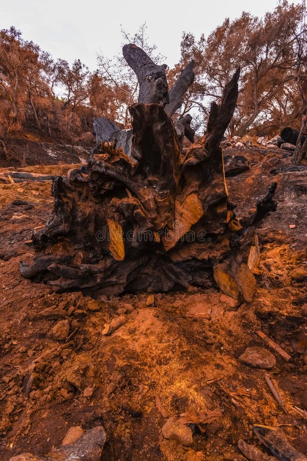 Large Oak Tree Roots Destroyed by Fire Stock Photo - Image of burn ...
