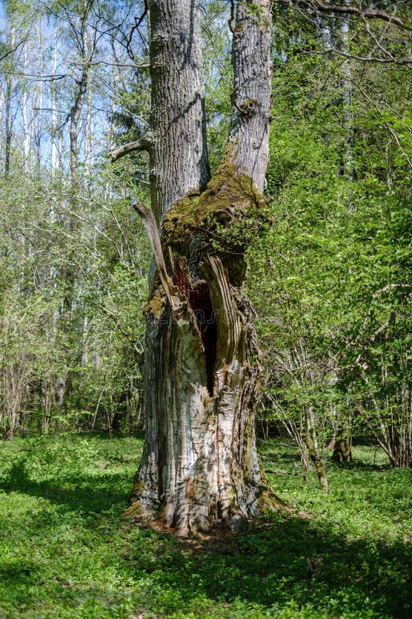 Large Oak Tree in Spring Green Forest Stock Photo - Image of barbaric ...