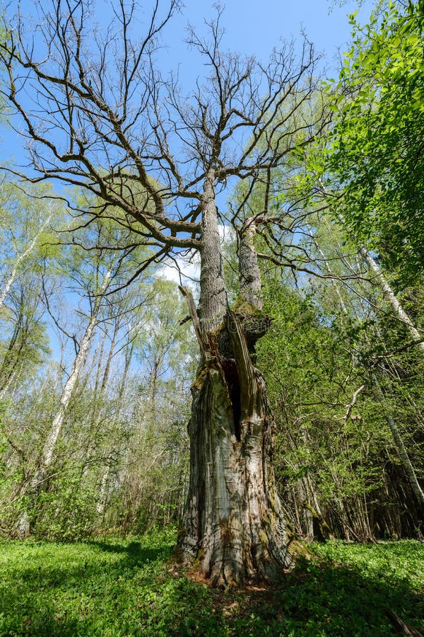 Large Oak Tree in Spring Green Forest Stock Image - Image of growth ...