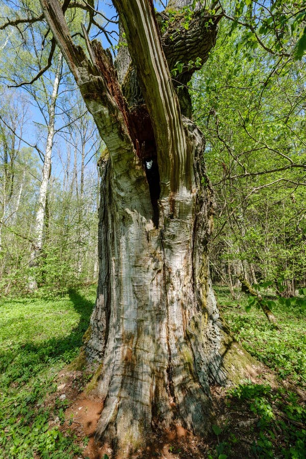 Large Oak Tree in Spring Green Forest Stock Image - Image of fair, leaf ...