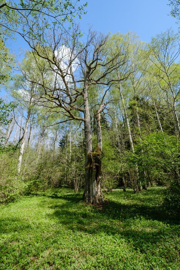 Large Oak Tree in Spring Green Forest Stock Image - Image of tree ...