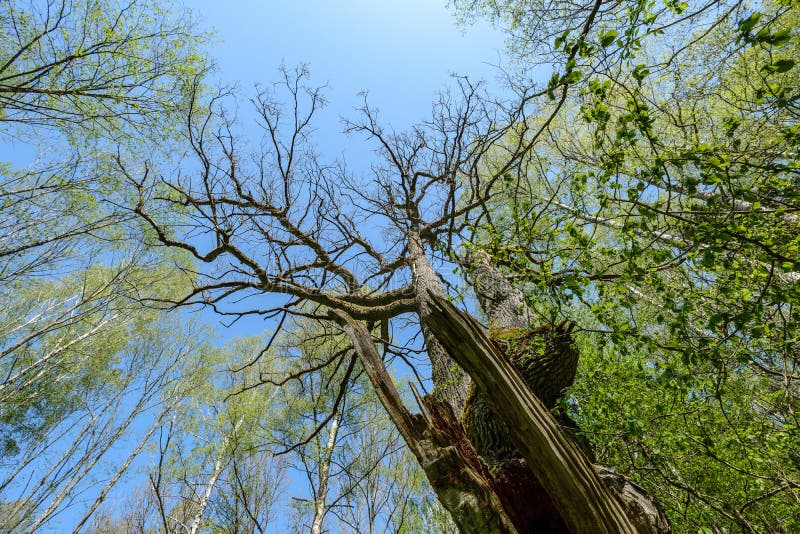 Large Oak Tree in Spring Green Forest Stock Photo - Image of flora ...