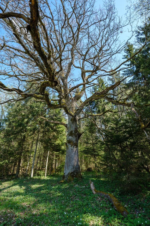 Large Oak Tree in Spring Green Forest Stock Photo - Image of season ...