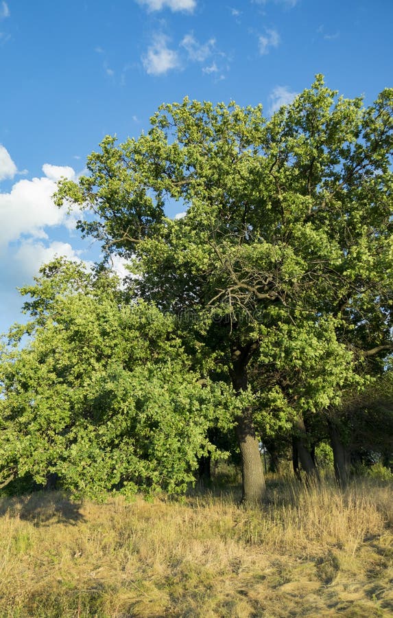 A Large Oak Tree in a Spring Meadow. Stock Image - Image of outdoor ...