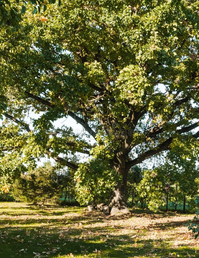 A Large Old Oak Tree with Broad Branches. Stock Image - Image of tree ...