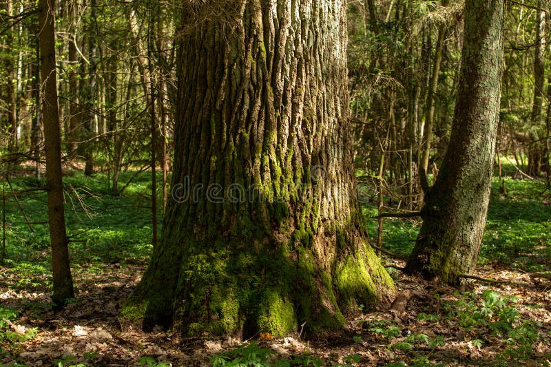 Large Oak Tree in the Wild, Forest Area Stock Image - Image of leaves ...