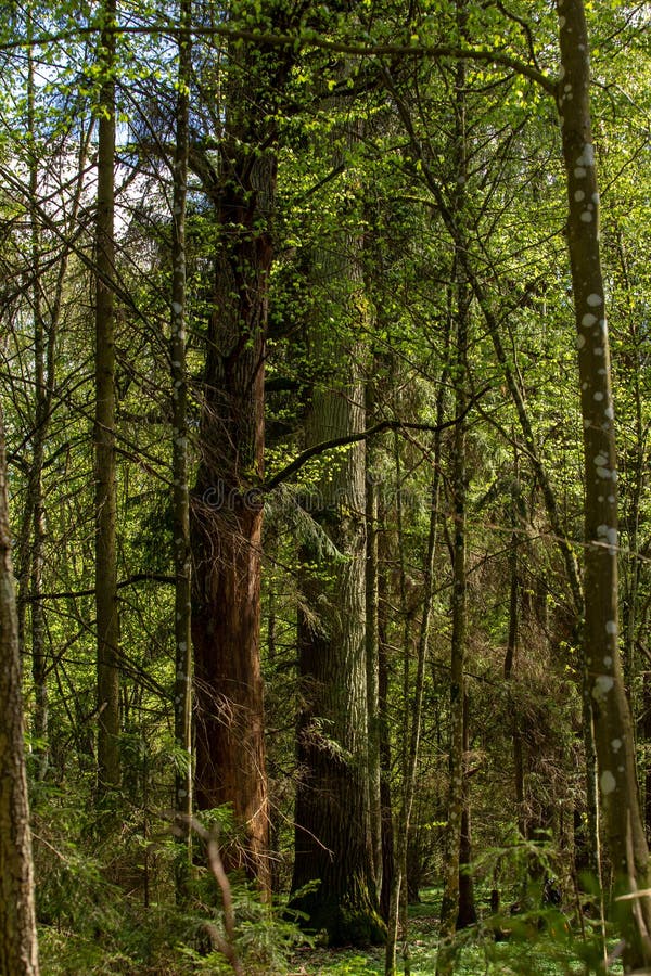 Large Oak Tree in the Wild, Forest Area Stock Image - Image of roots ...