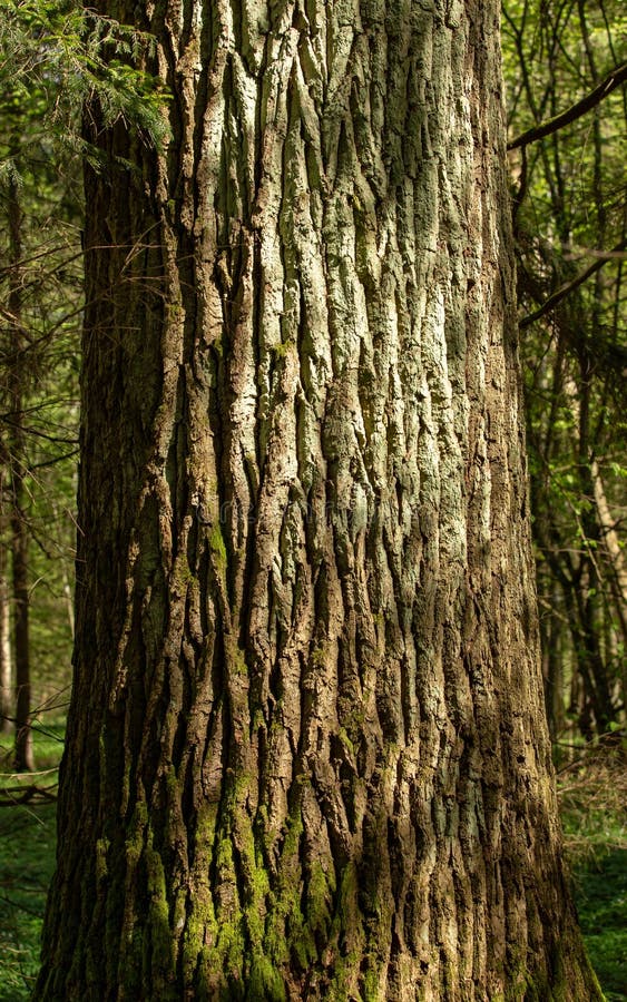 Large Oak Tree in the Wild, Forest Area Stock Photo - Image of woods ...