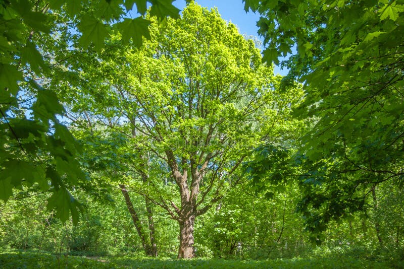 A Large Oak Tree in the Woods Stock Photo - Image of bright, sunshine ...