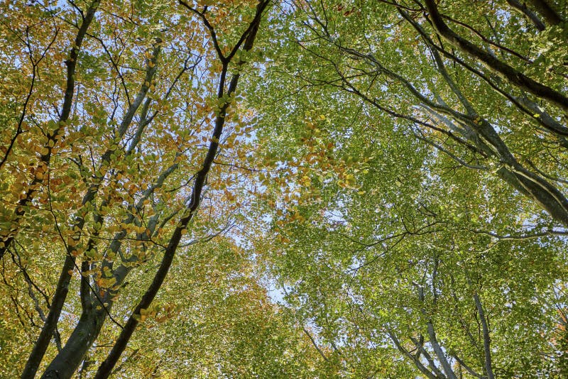 Large Obstacle Course in the Trees in a Forest Stock Image - Image of ...