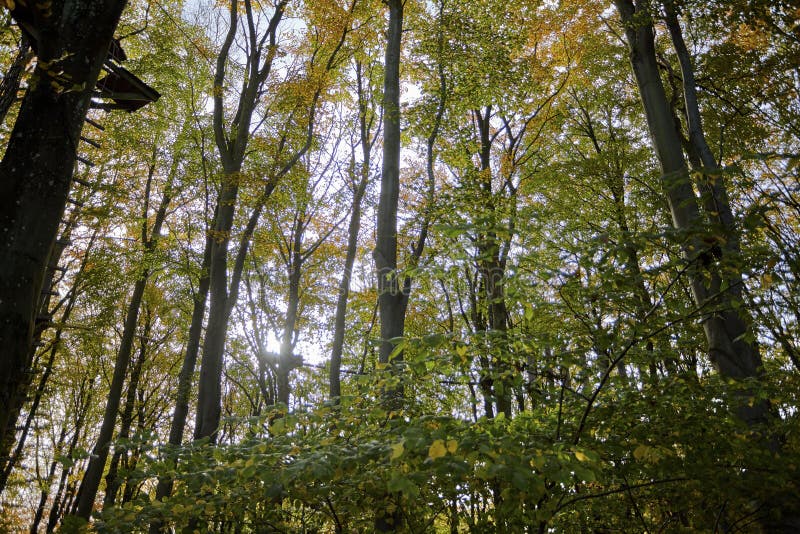 Large Obstacle Course in the Trees in a Forest Stock Image - Image of ...