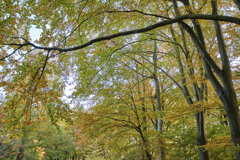 Large Obstacle Course in the Trees in a Forest Stock Image - Image of ...