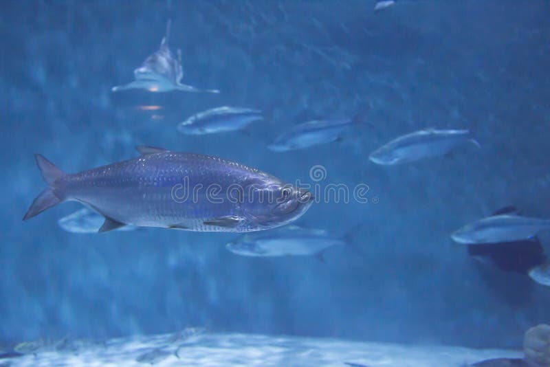Large Ocean Fish stock image. Image of biodiversity - 131100501