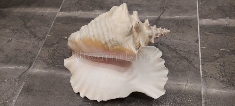 Large Ocean Shell Lying on Dark Gray Ceramic Tiles Stock Image - Image ...