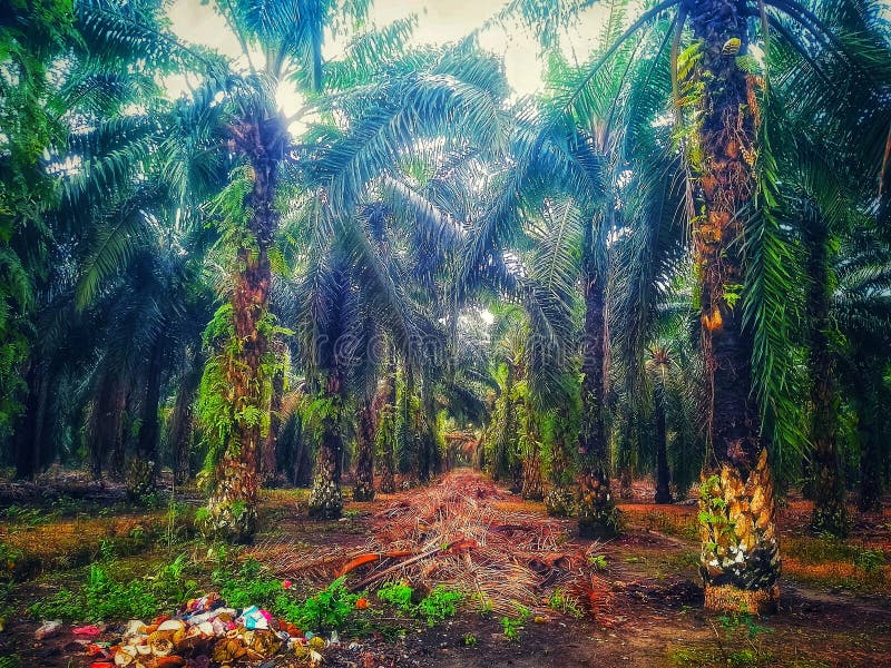 Large Oil Palm Trees Ready To Be Harvested Stock Photo - Image of palm ...