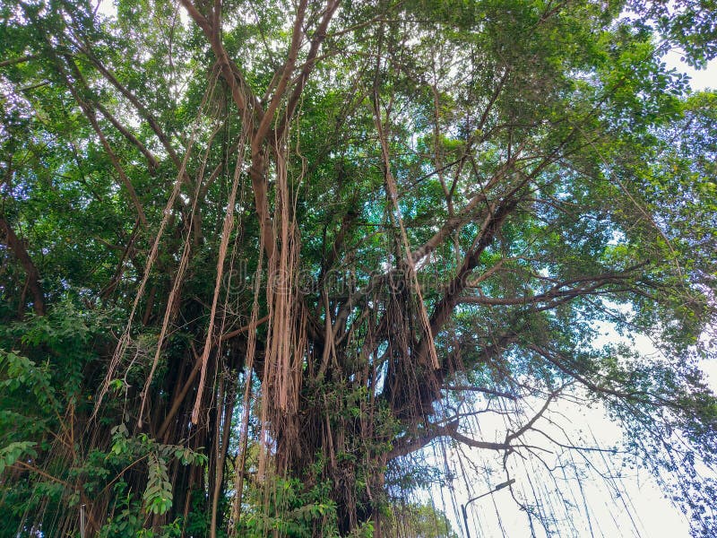 A Large and Old Banyan Tree with a View from Below Stock Image - Image ...