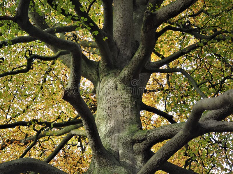 Large Old Beech Tree with a Canopy of Autumn Leaves Stock Photo - Image ...