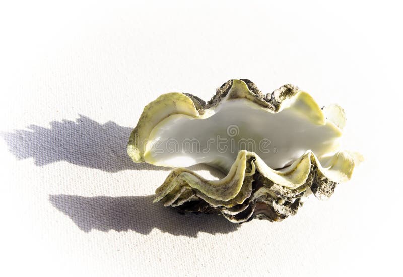 Bivalve Shell Isolated on Black Background Stock Photo - Image of ocean ...