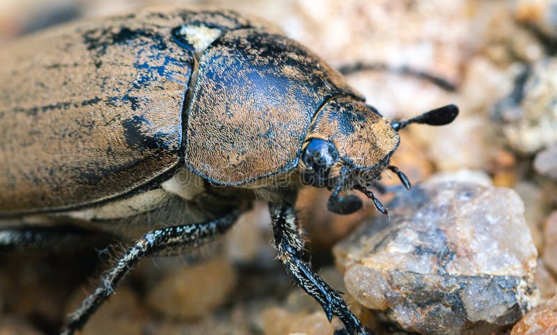 Large Old Brown Beetle on the Ground, Awesome Insects Macro Photography ...