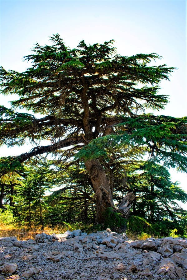 Large Old Cedar Tree in a Mountain Forest Stock Image - Image of ...