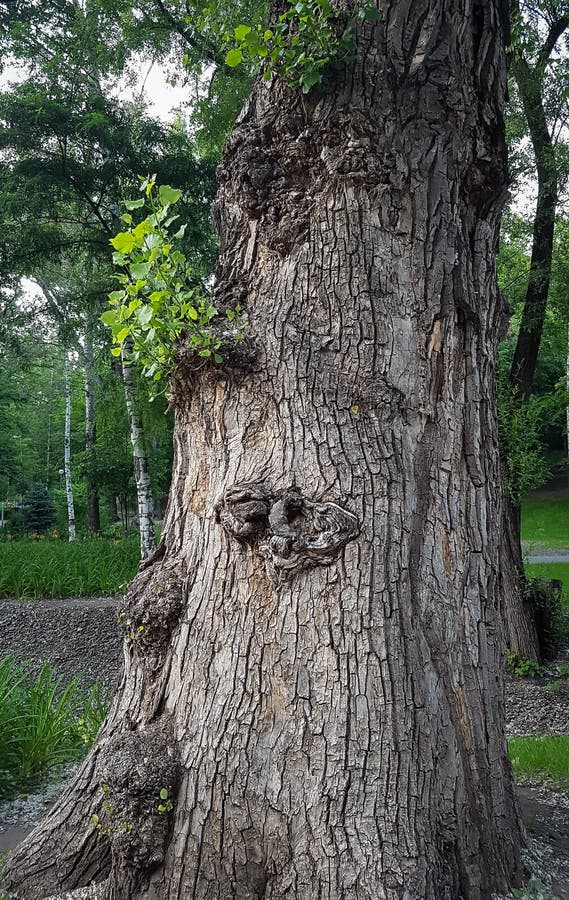 Large Old Cracked Cork Tree in the Park Stock Photo - Image of summer ...