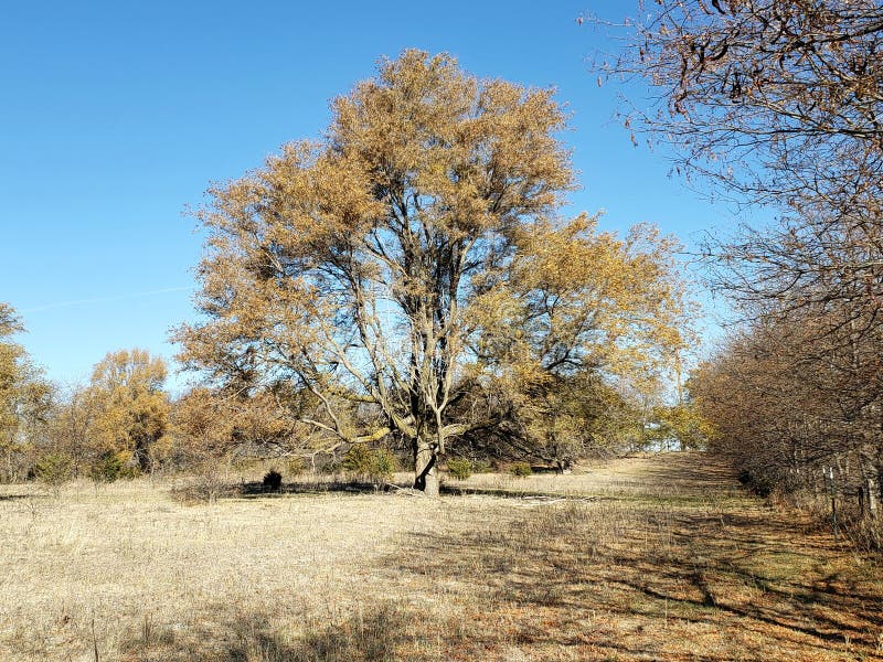 Large Old Elm Tree in the Fall Season. Stock Image - Image of landscape ...