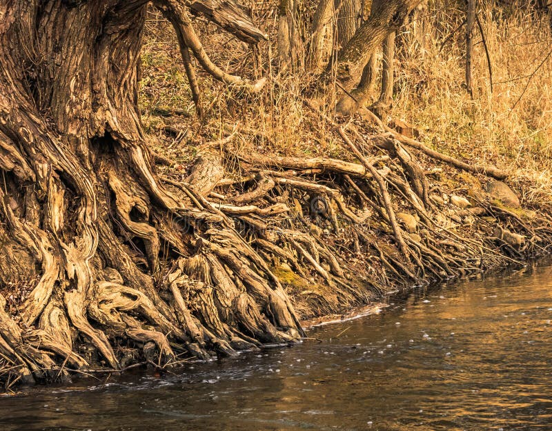 Old Gnarly Tree at River Edge Stock Photo - Image of environment ...