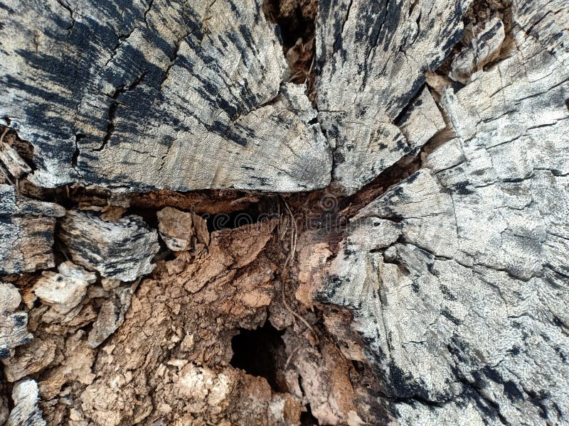 A Large Old Log that Has Decayed. Stock Image - Image of background ...