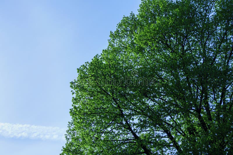 Large Old Maple with Green Leaves on a Background of Blue Sky Stock ...