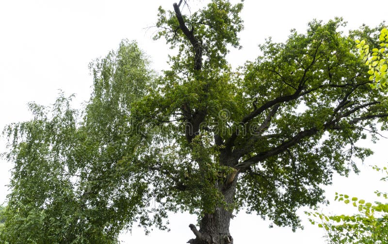 A Large Old Oak Tree, Beautiful, Background Stock Image - Image of ...