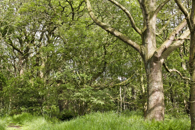 Deciduous Forest Oak Tree