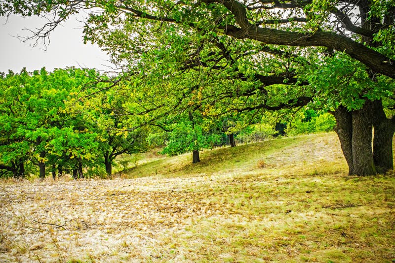 Large Old Oak Tree in the Forest, Nature Background Stock Image - Image ...