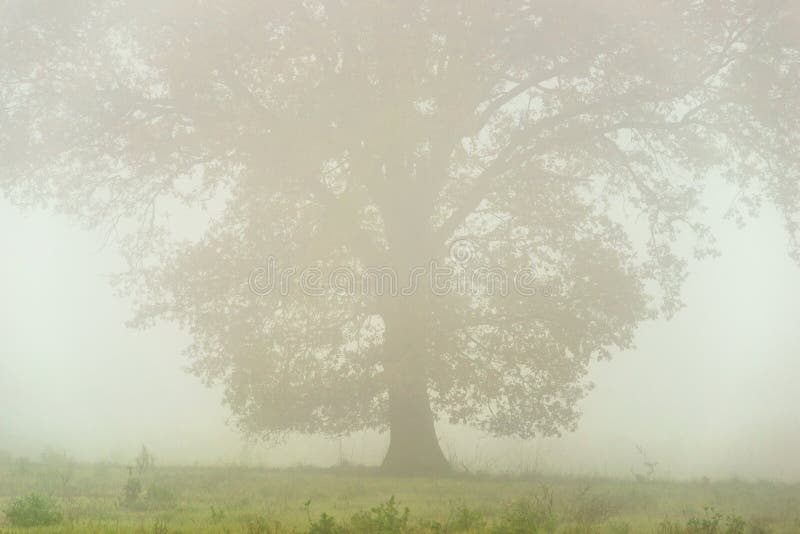 Under Misty Oak Tree on Cold Morning Stock Photo - Image of autumn ...