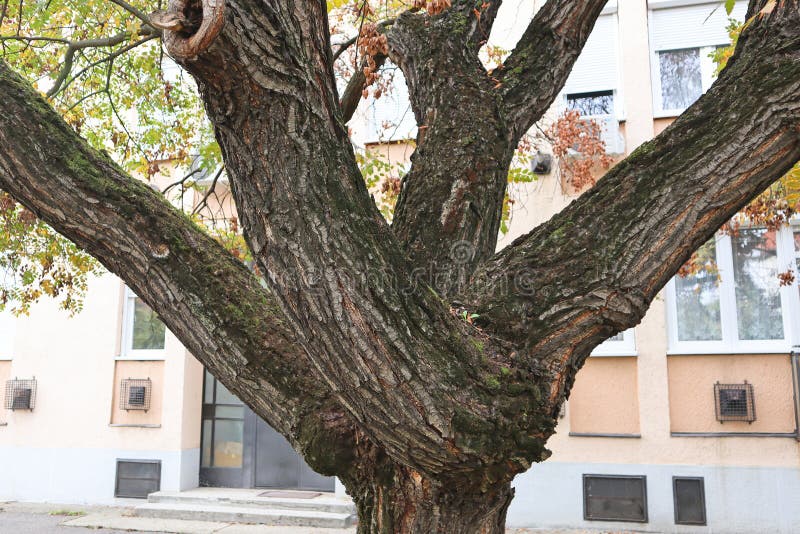 Large Old Oak Tree Trunk in Front of an Apartment Building Stock Image ...