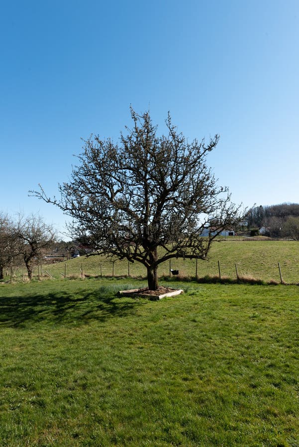 Large Old Pear Tree in Early Spring.. Stock Photo - Image of fruit ...