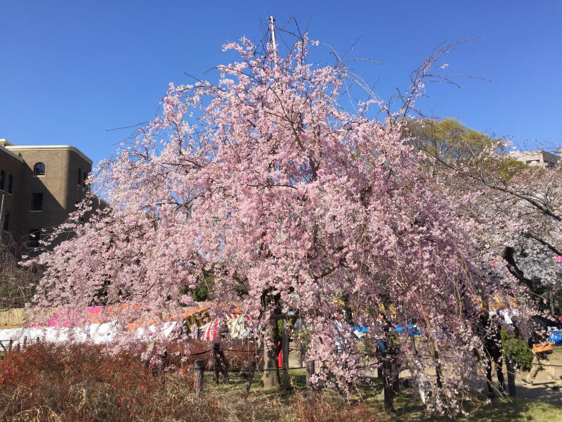 Large Pink Sakura Tree in Japan Stock Photo - Image of plant, shrub ...