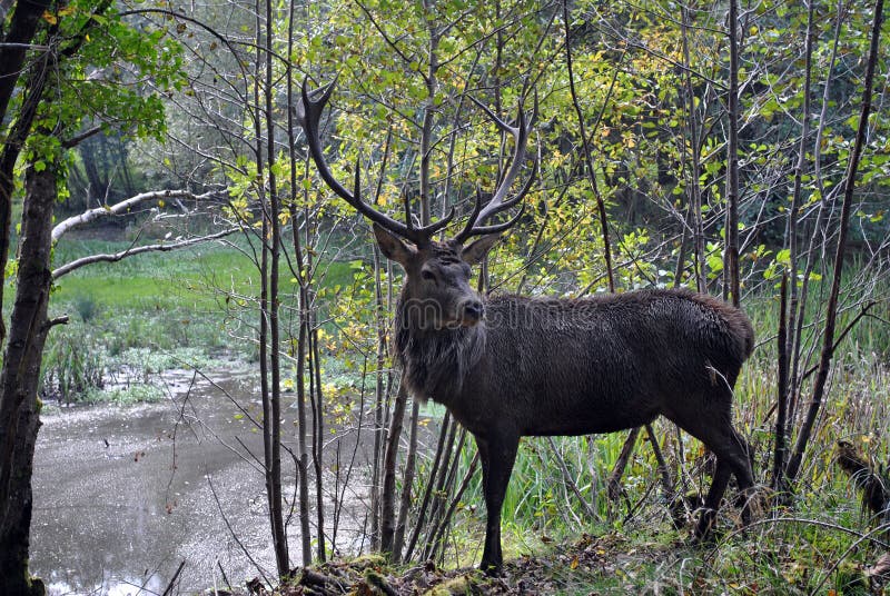 Large old red deer stock photo. Image of grass, wildlife - 16438318