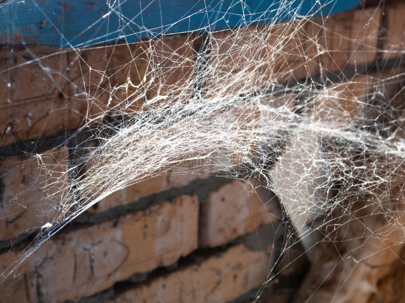 Large Old Spider Web Lit by Sun Closeup Stock Photo - Image of sunlit ...