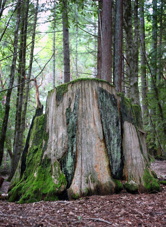 Old Stump in the Forest. the Concept of Cutting Down Trees, the Disease ...