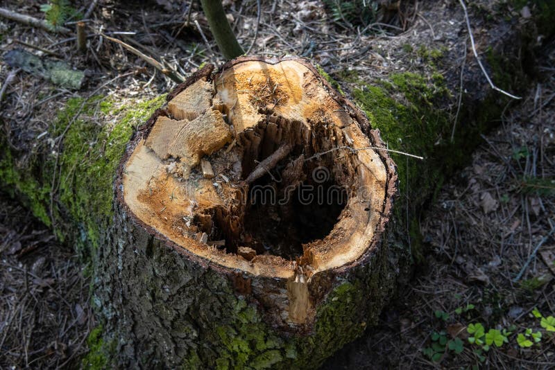 Large Old Stump of a Sawn Tree with a Hole Inside Stock Image - Image ...