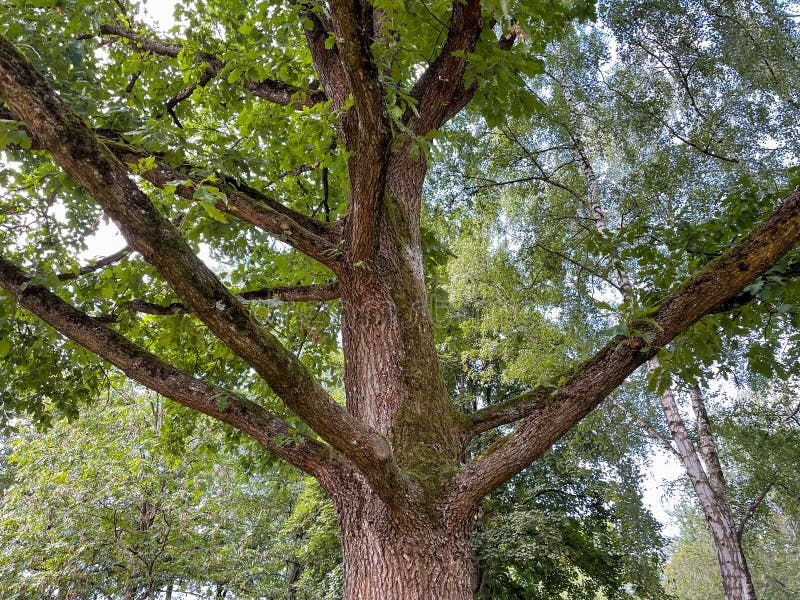 Huge Crown of a Tree in a City Park Stock Image - Image of flower, leaf ...
