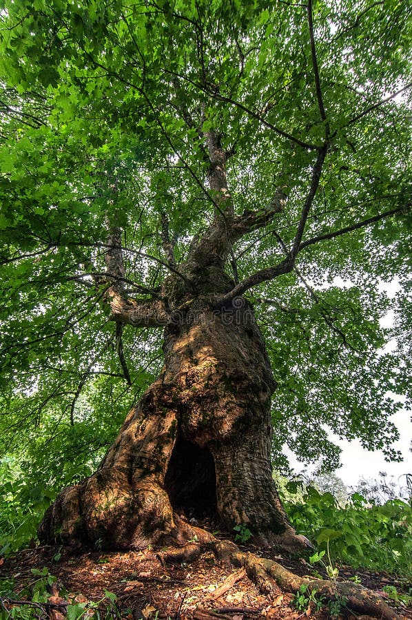 A large old tree stock photo. Image of brown, large - 111475496