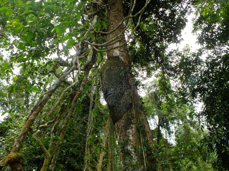 Large Old Tree Dense Forest Stock Image - Image of huge, forest: 191688437