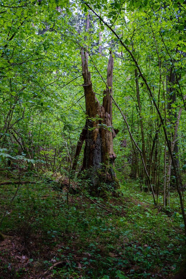 Large Old Tree in the Forest Stock Photo - Image of tree, landscape ...