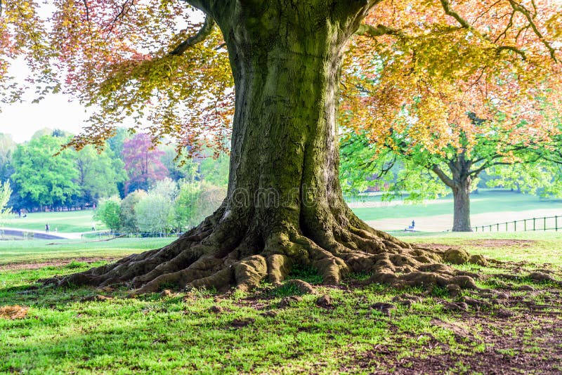 Large Old Tree Growing in British Park Stock Image - Image of branch ...