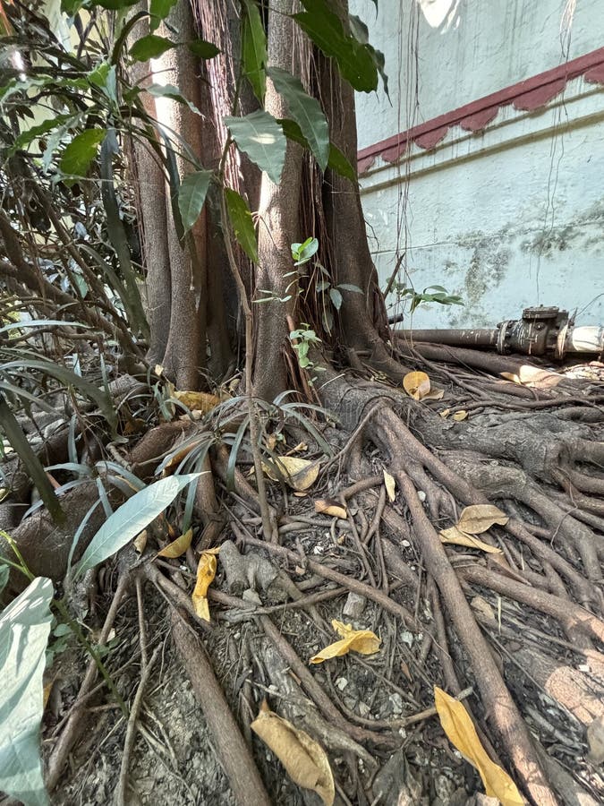 Large old tree routes stock photo. Image of brow, cherries - 348250218